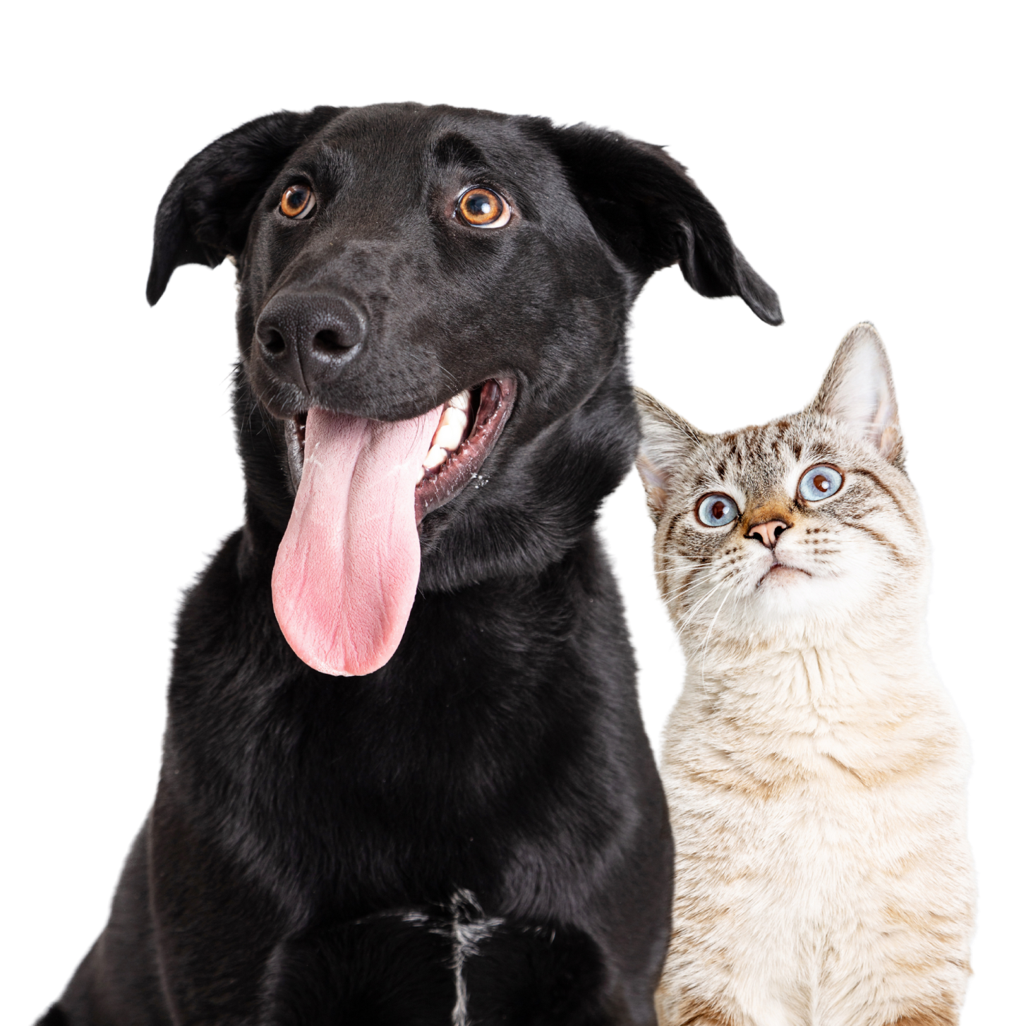 Limitless Pet & Home Care
