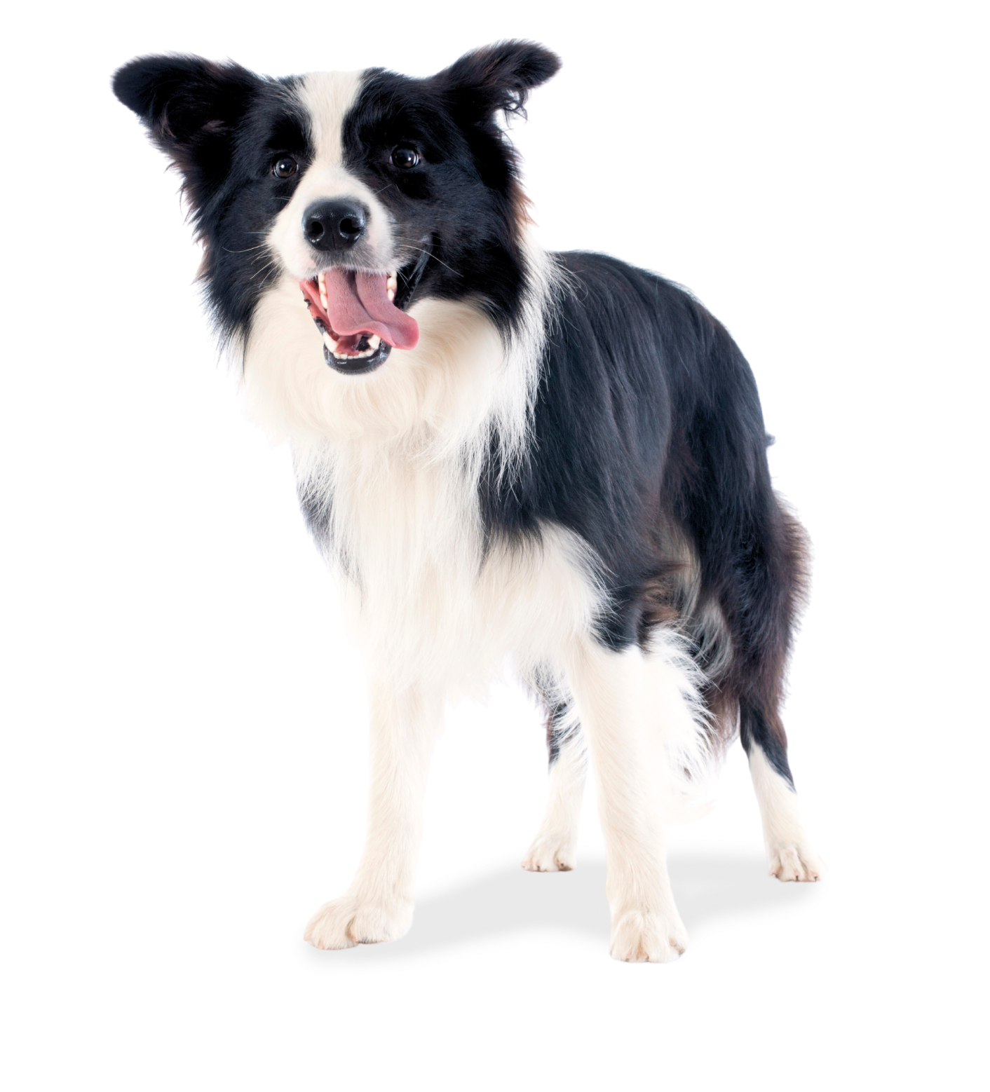 About Us | Limitless Pet & Home Care