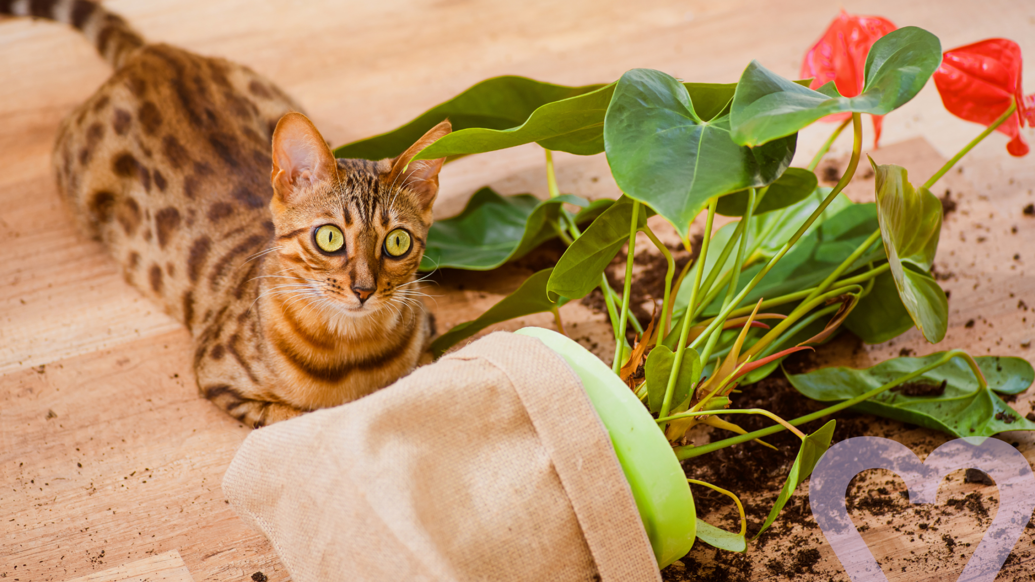Limitless Pet & Home Care
